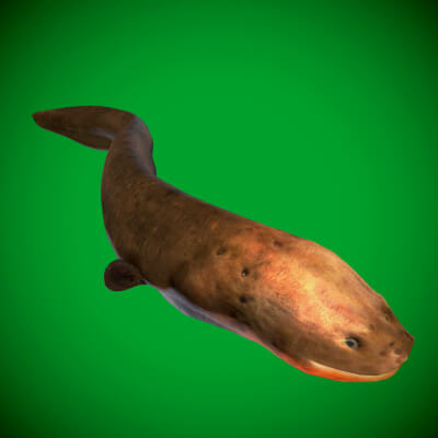 Electric Eel Fish - 3D Model by Nyilonelycompany