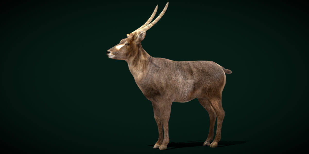Elliptical Waterbuck Antelope - 3D Model by Nyilonelycompany