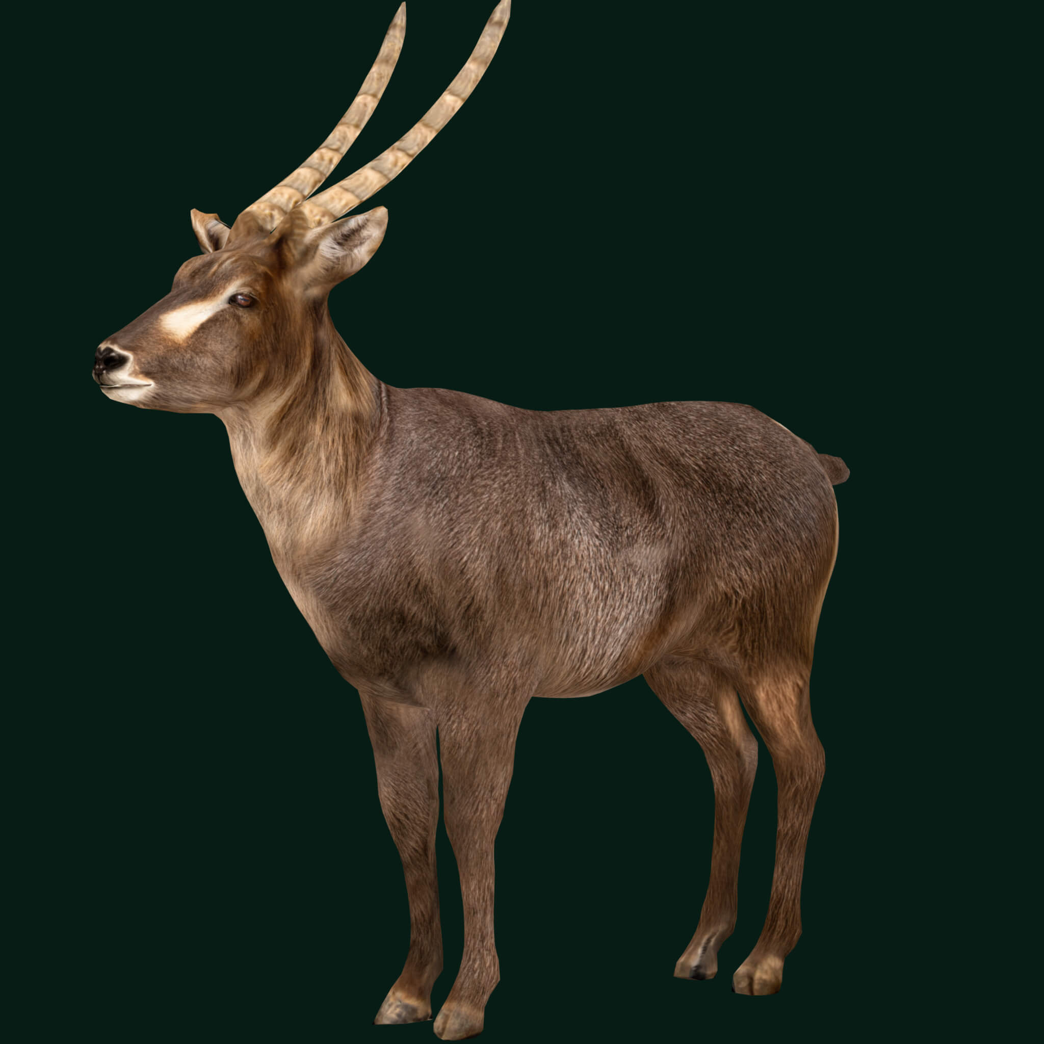 Elliptical Waterbuck Antelope - 3D Model by Nyilonelycompany