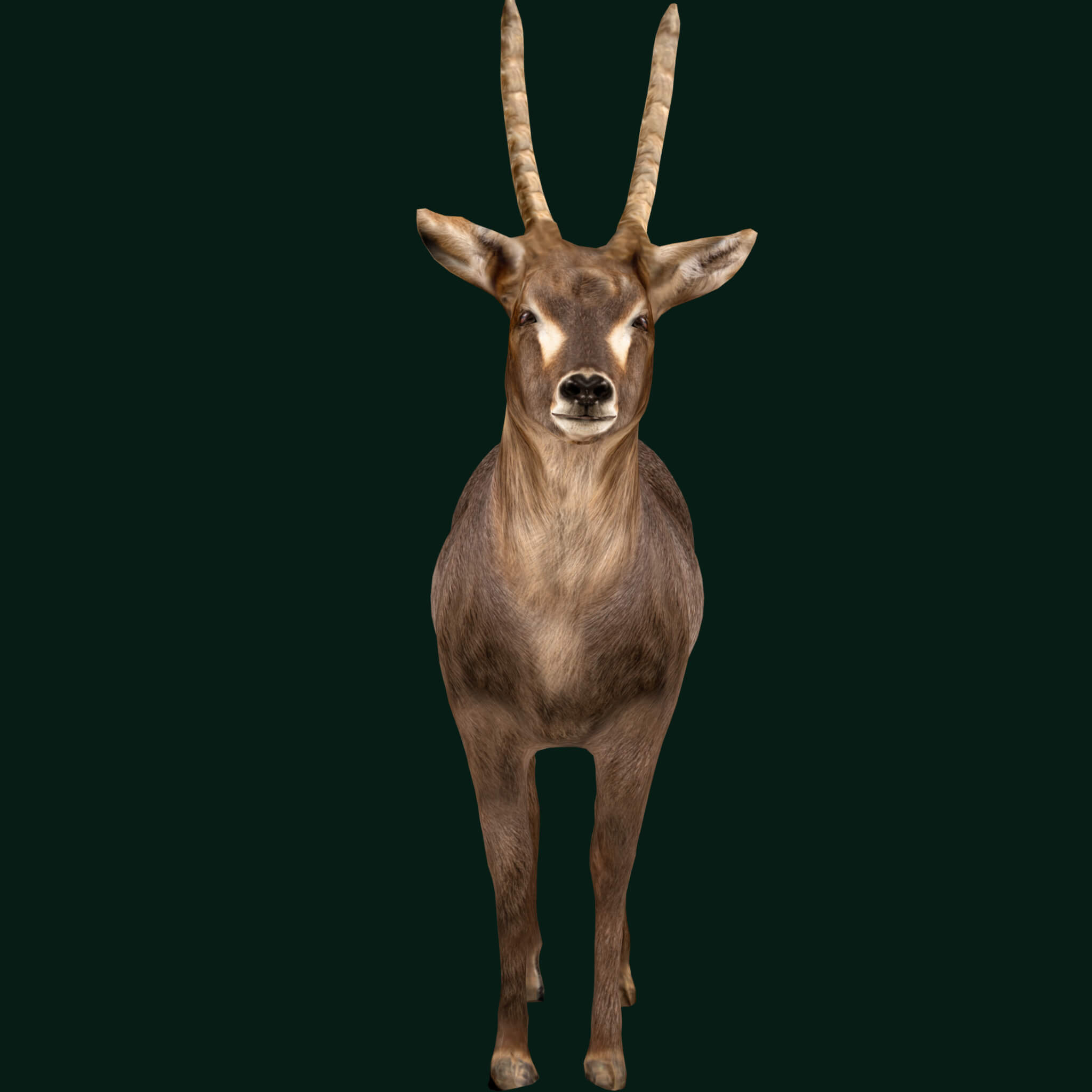 Elliptical Waterbuck Antelope - 3D Model by Nyilonelycompany