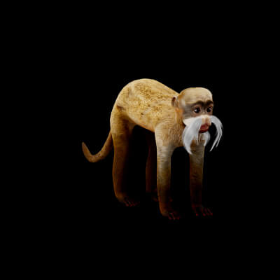 Emperor Tamarin Monkey - 3D Model by Nyilonelycompany