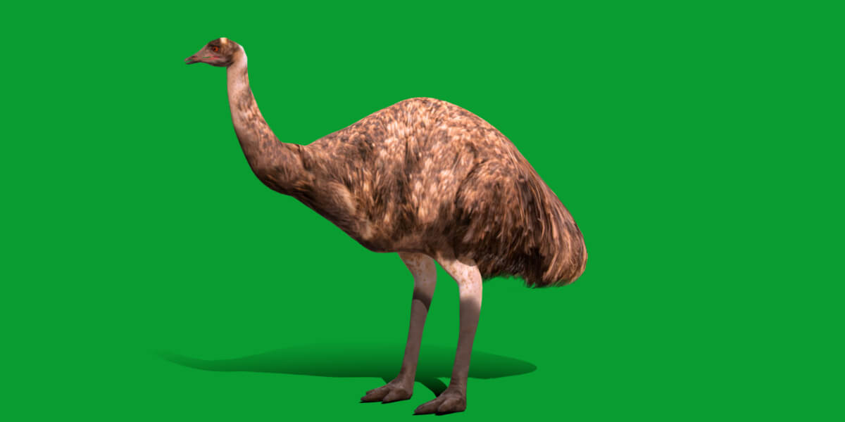EMU Flightless Bird - 3D Model by Nyilonelycompany