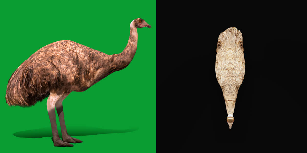 EMU Flightless Bird - 3D Model by Nyilonelycompany