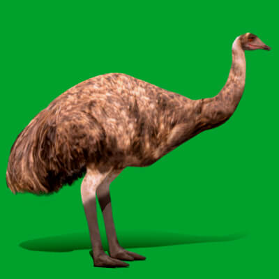EMU Flightless Bird - 3D Model by Nyilonelycompany