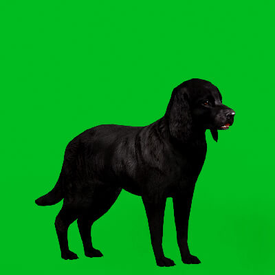 English Cocker Spaniel - 3D Model by Nyilonelycompany