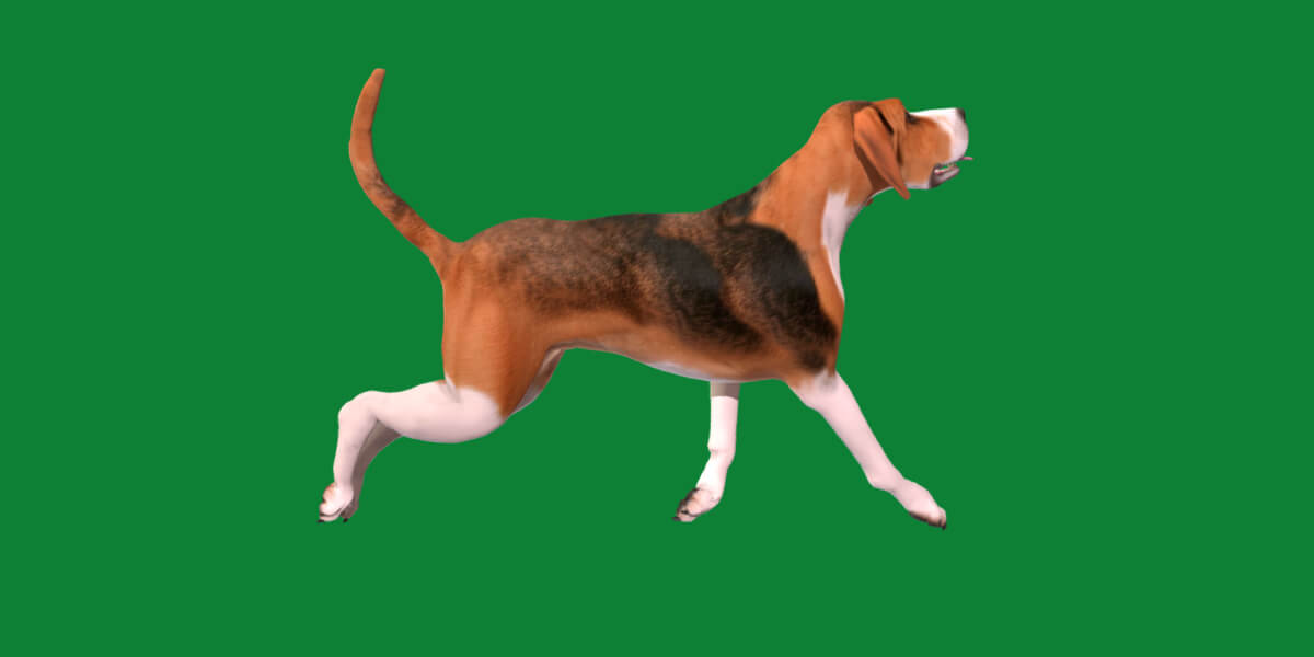English Foxhound Dog - 3D Model by Nyilonelycompany