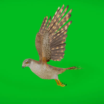 Eurasian Goshawk Bird - 3D Model by Nyilonelycompany