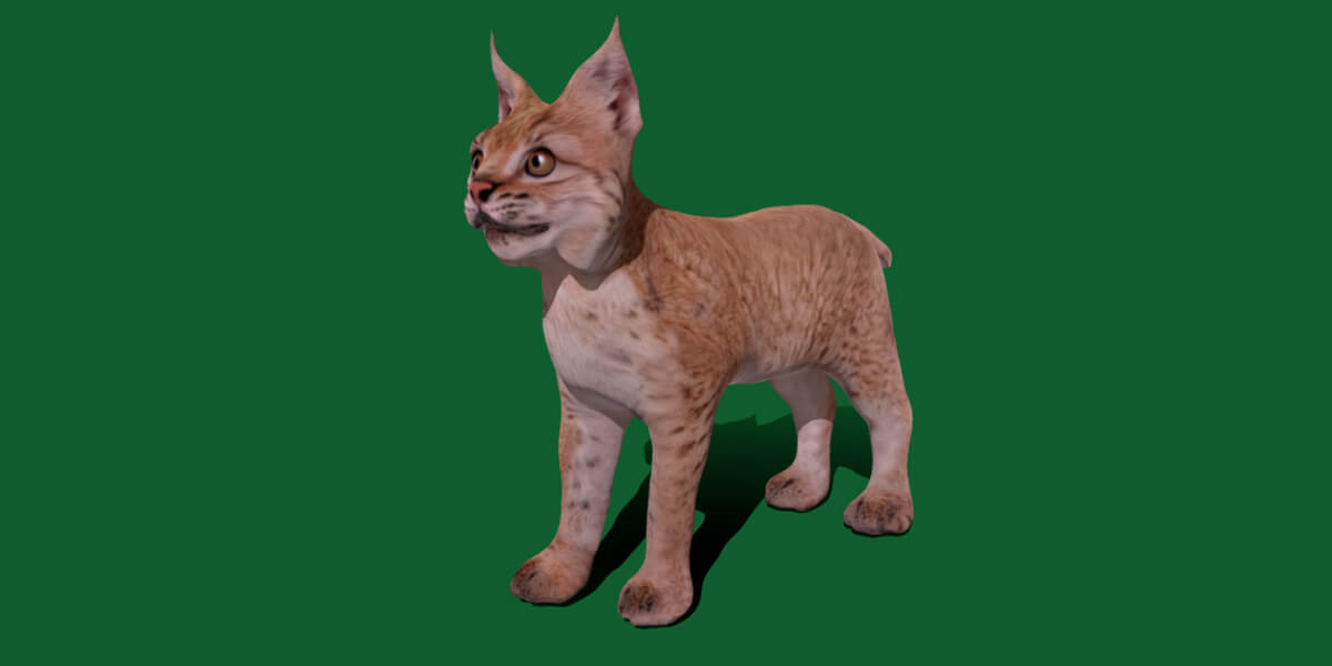 Eurasian Lynx Cub - 3D Model by Nyilonelycompany