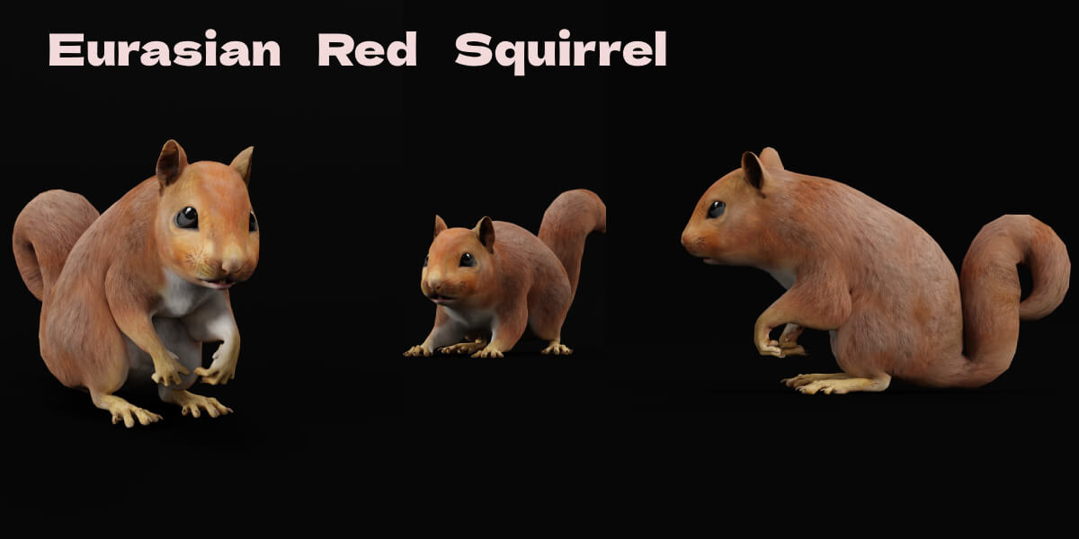 Eurasian Red Squirrel Rodent - 3D Model by Nyilonelycompany
