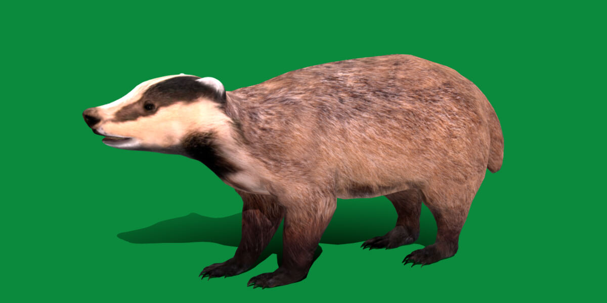 European Badger - 3D Model by Nyilonelycompany