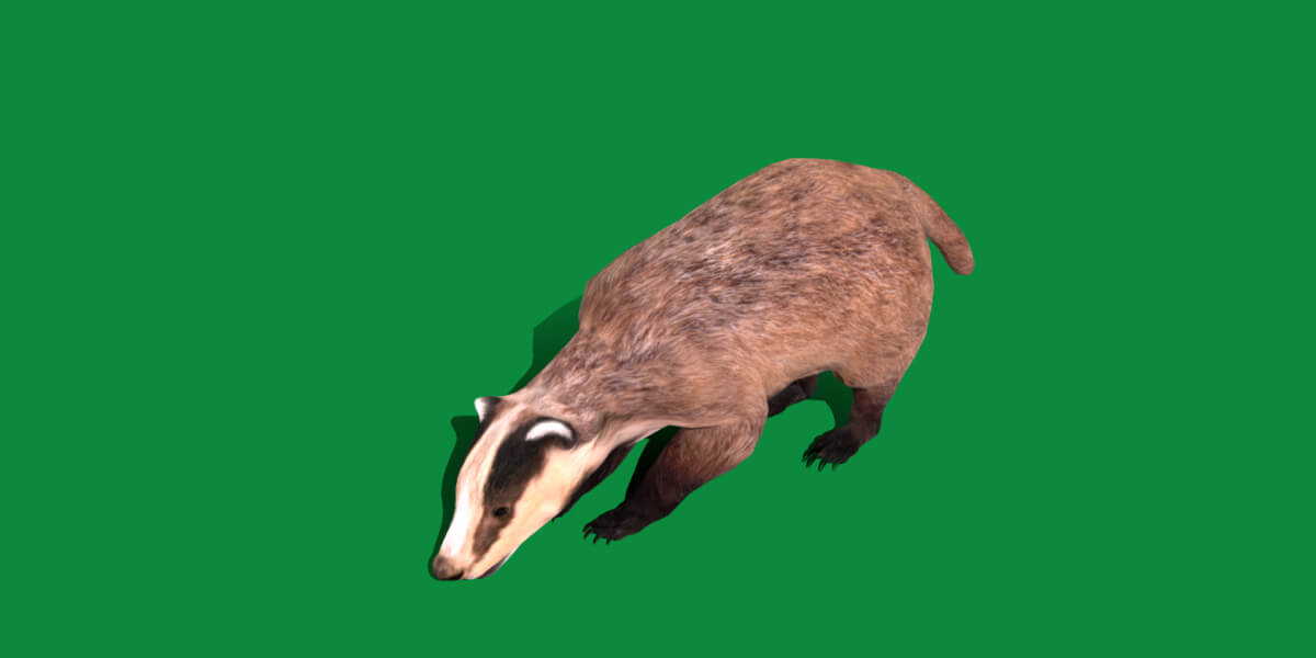 European Badger - 3D Model by Nyilonelycompany