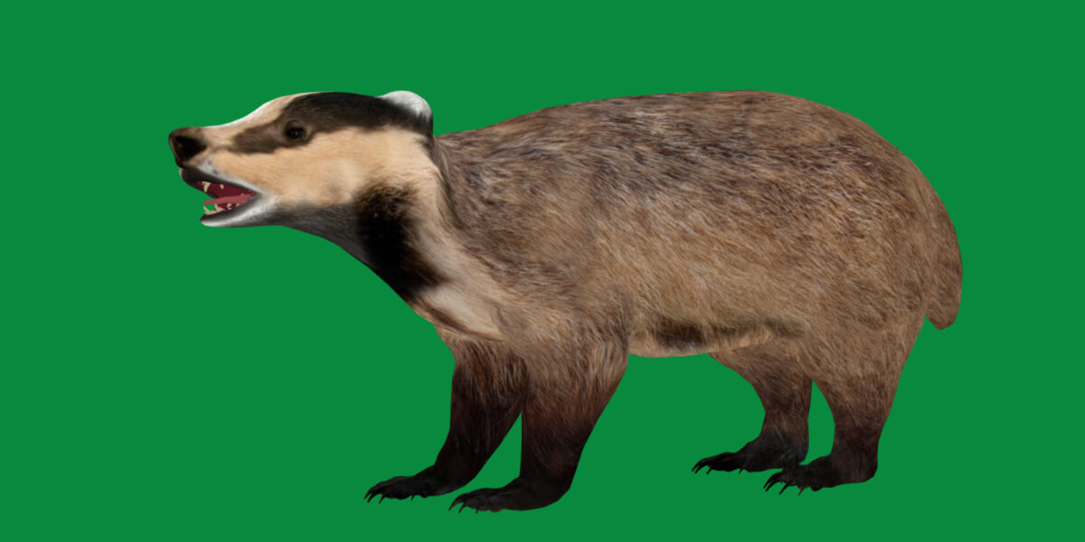 European Badger - 3D Model by Nyilonelycompany
