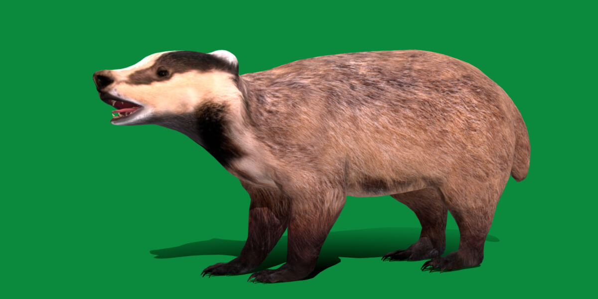 European Badger - 3D Model by Nyilonelycompany
