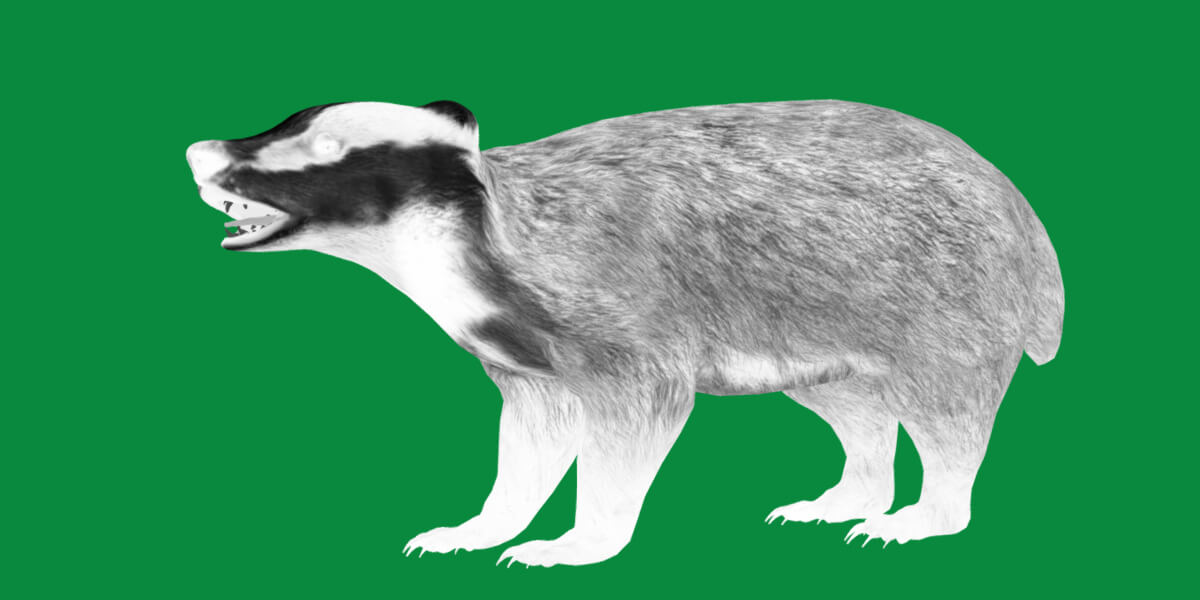 European Badger - 3D Model by Nyilonelycompany
