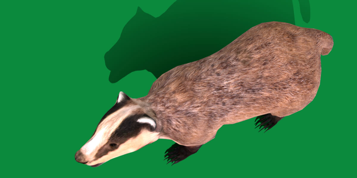 European Badger - 3D Model by Nyilonelycompany