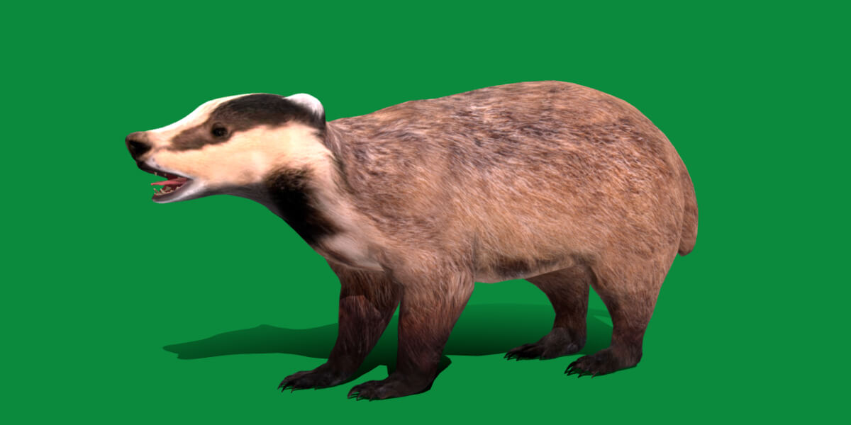 European Badger - 3D Model by Nyilonelycompany