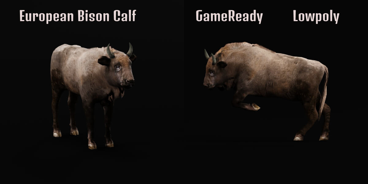 European Bison Calf - 3D Model by Nyilonelycompany