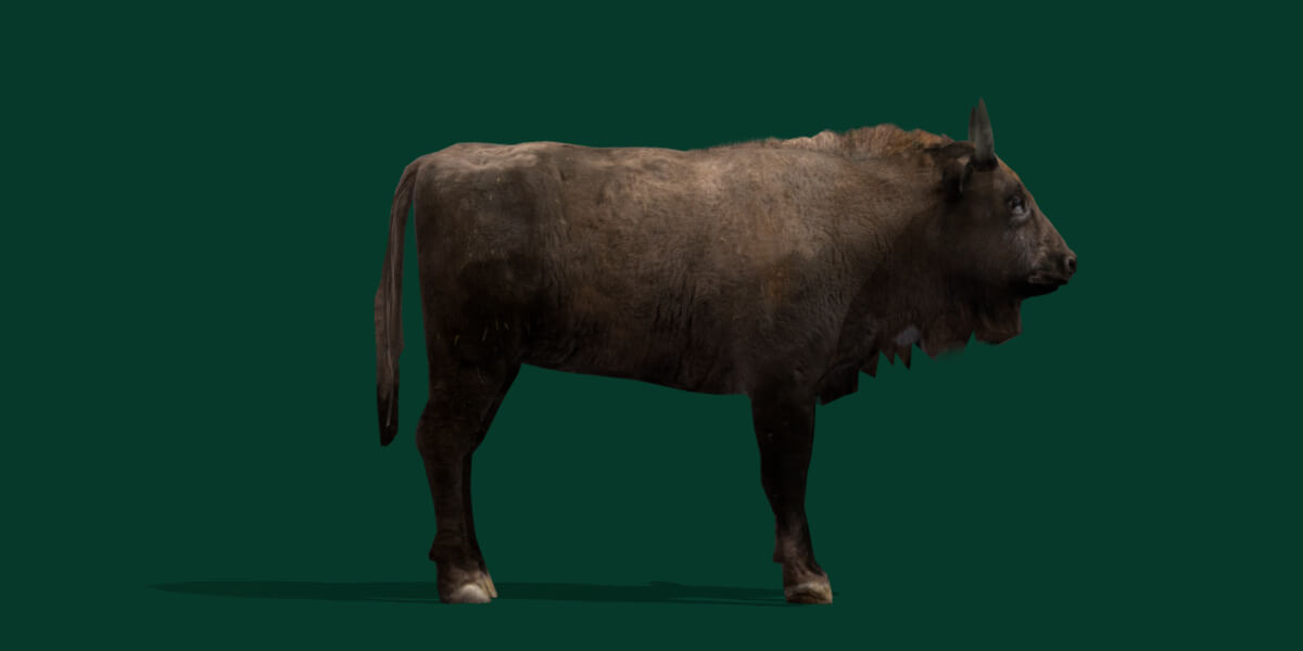 European Bison Calf - 3D Model by Nyilonelycompany