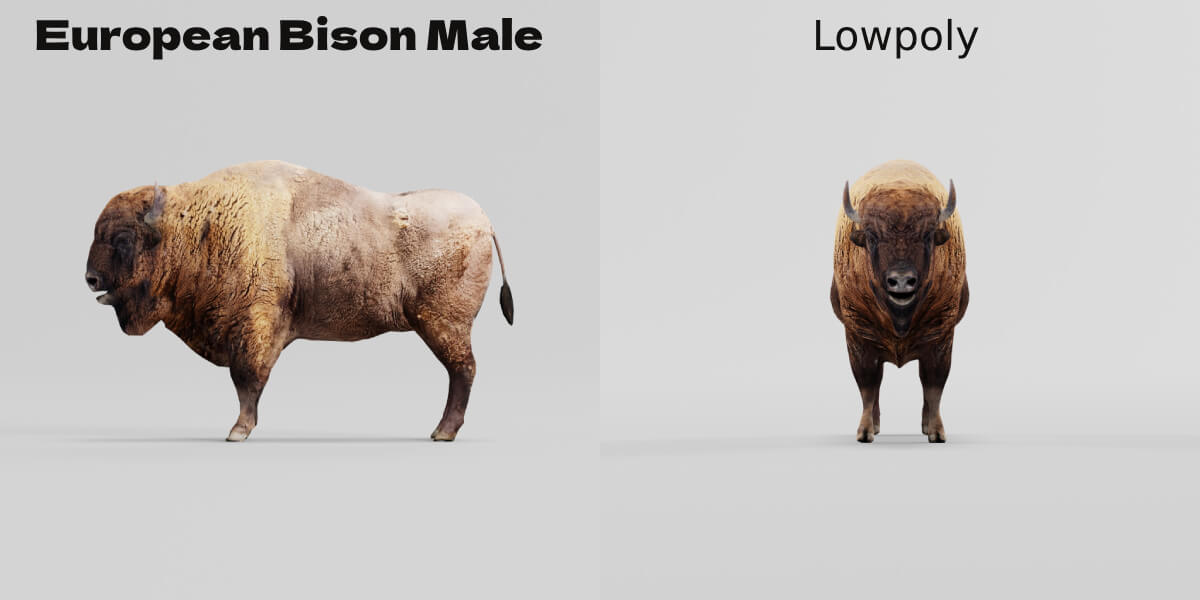European Bison Male - 3D Model by Nyilonelycompany