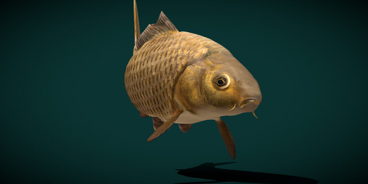 European Carp Fish - 3D Model by Nyilonelycompany