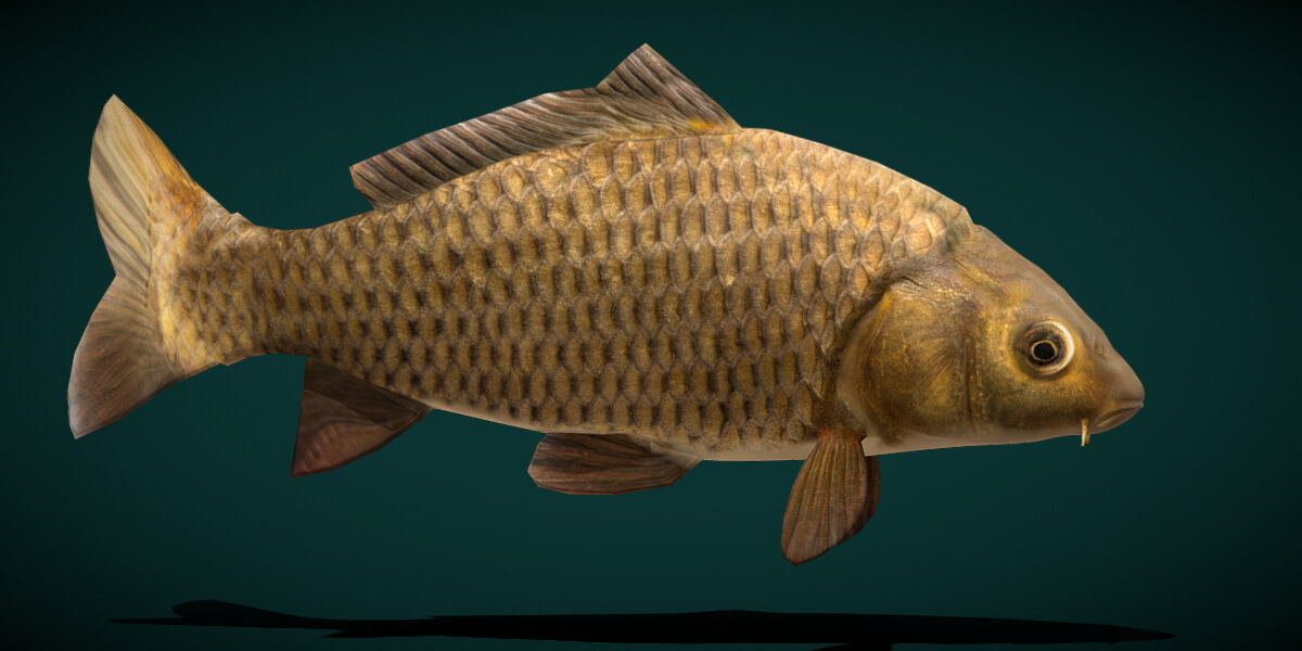 European Carp Fish - 3D Model by Nyilonelycompany