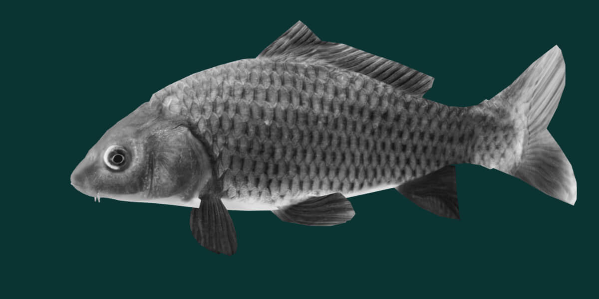 European Carp Fish - 3D Model by Nyilonelycompany