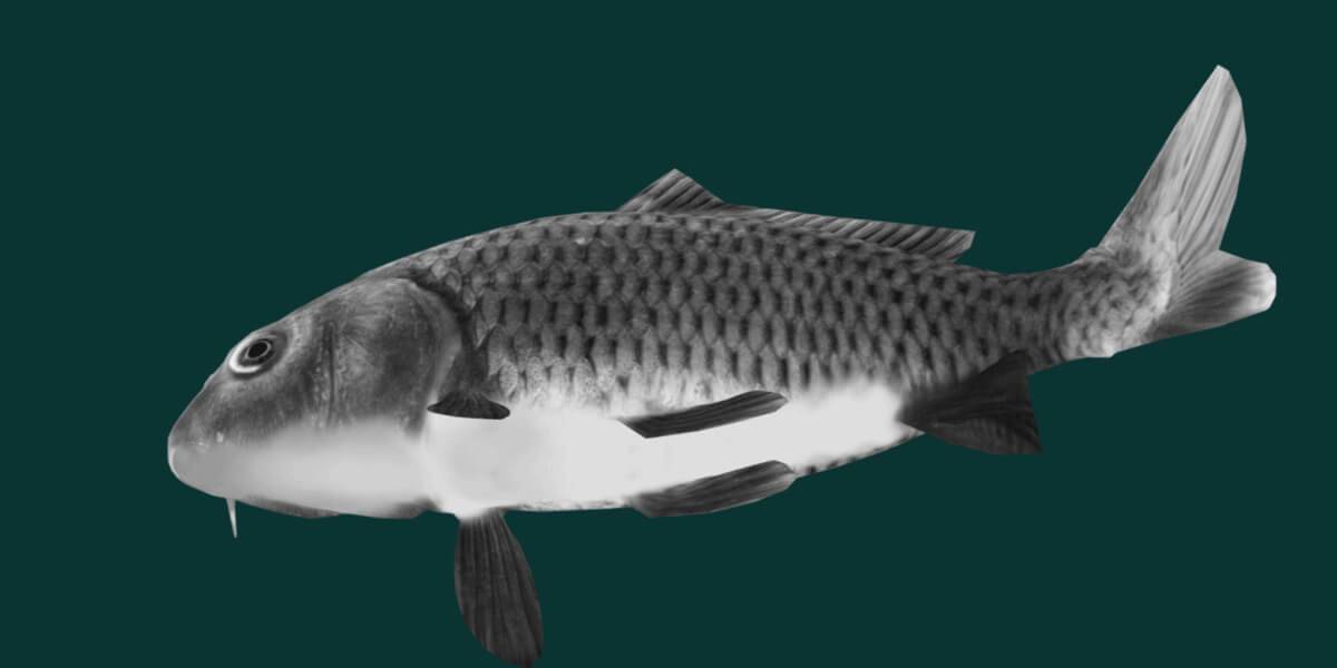 European Carp Fish - 3D Model by Nyilonelycompany