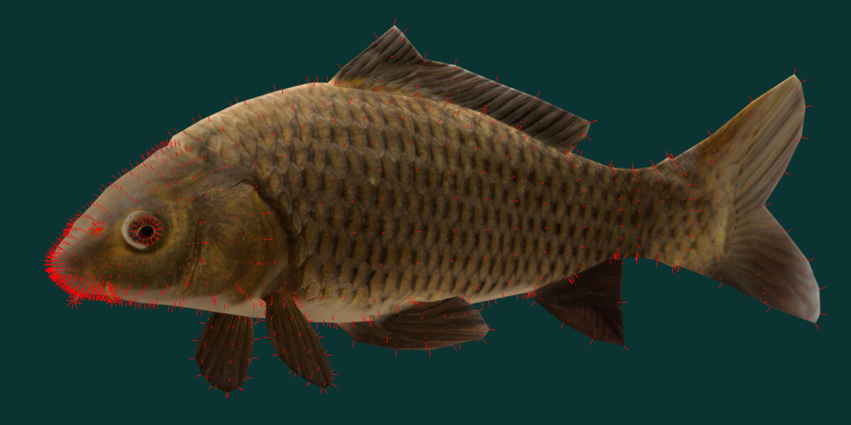 European Carp Fish - 3D Model by Nyilonelycompany