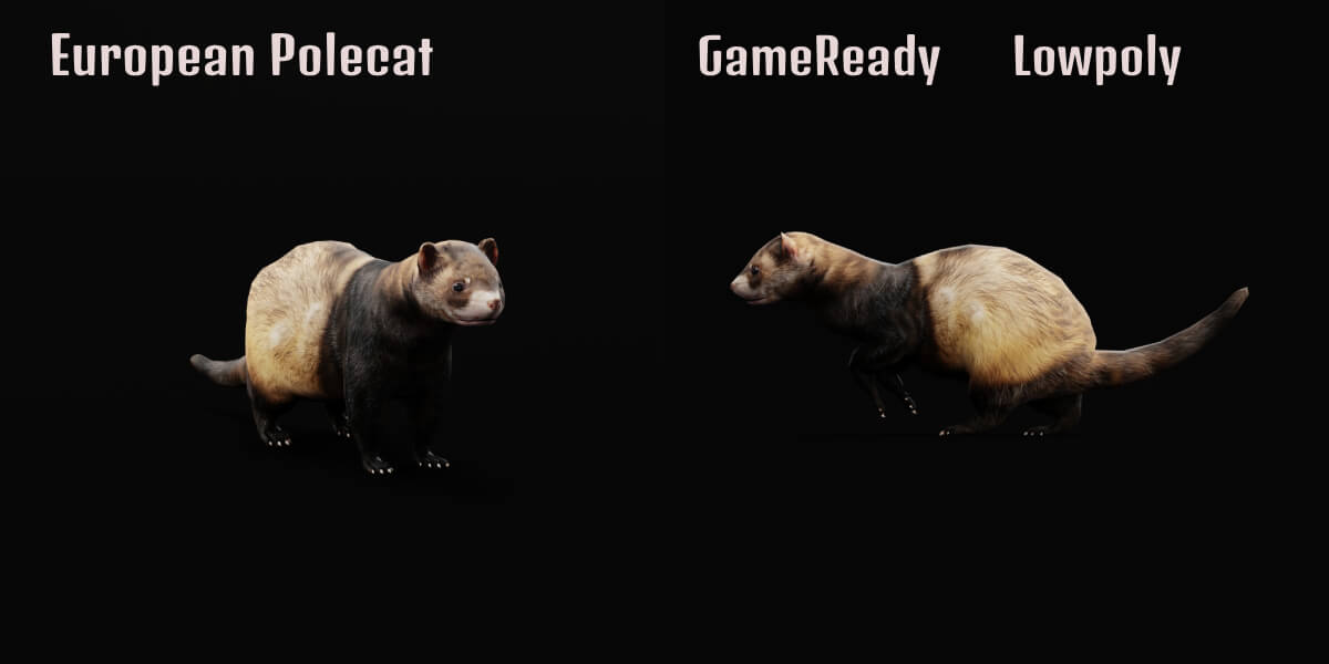 European Polecat - 3D Model by Nyilonelycompany