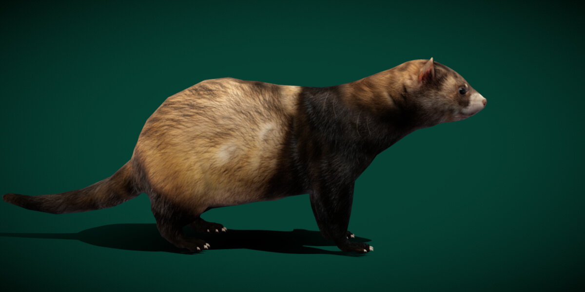 European Polecat - 3D Model by Nyilonelycompany