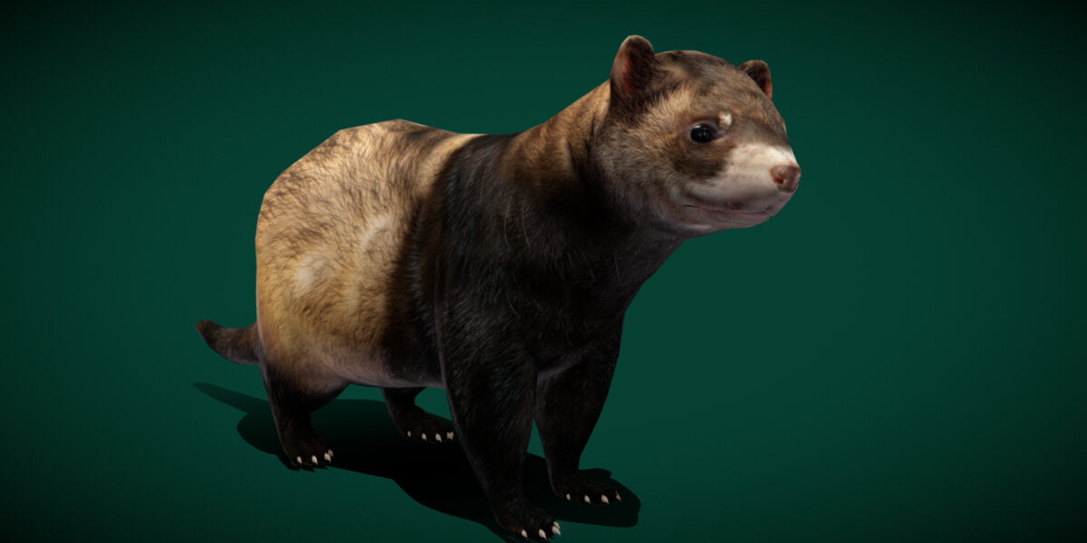 European Polecat - 3D Model by Nyilonelycompany