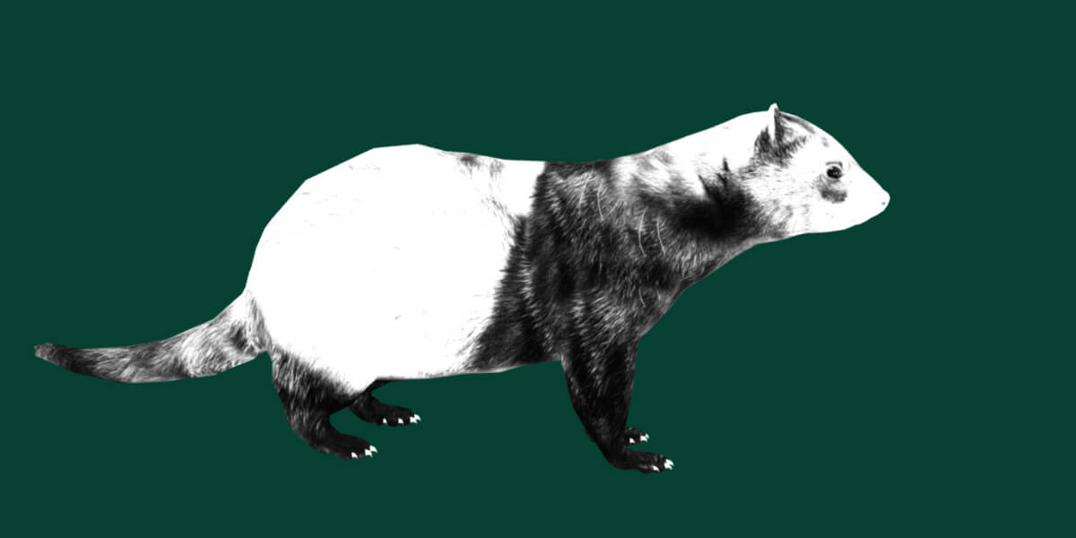 European Polecat - 3D Model by Nyilonelycompany