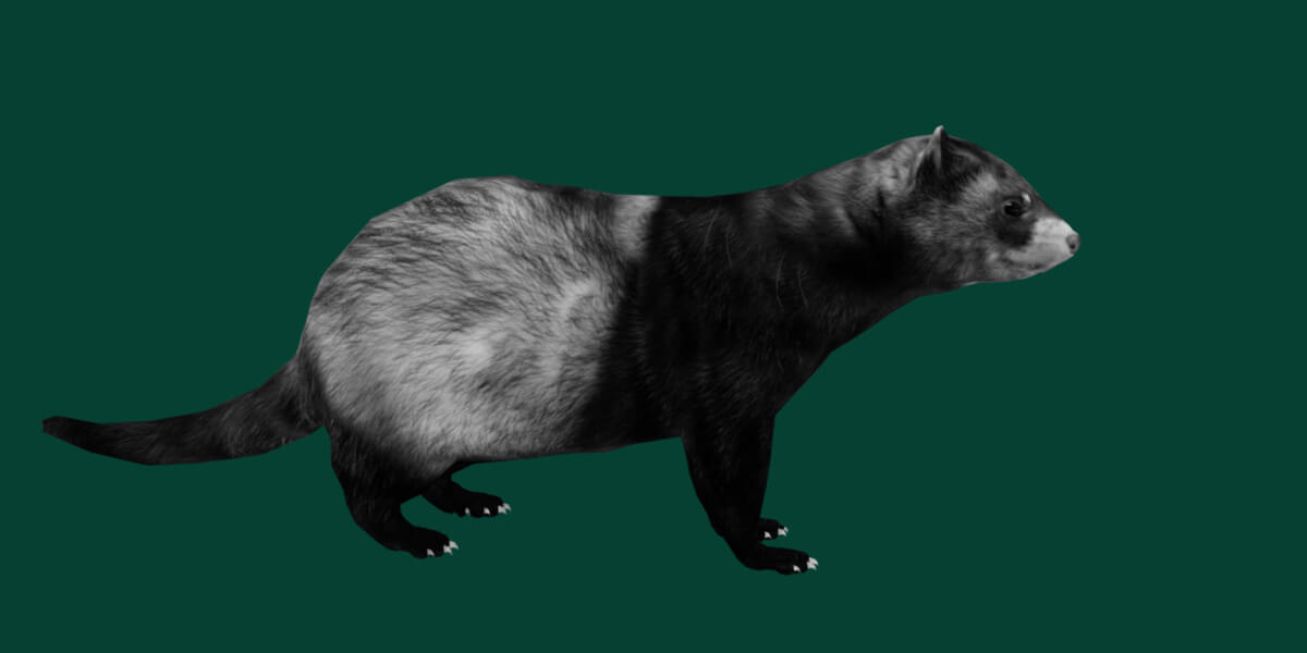 European Polecat - 3D Model by Nyilonelycompany