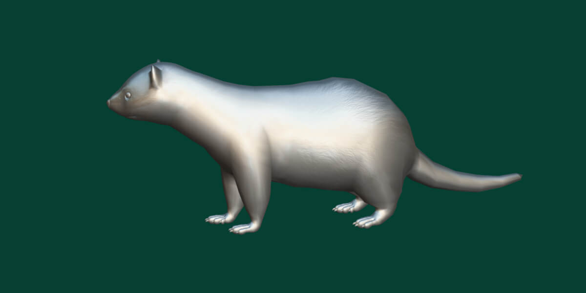 European Polecat - 3D Model by Nyilonelycompany