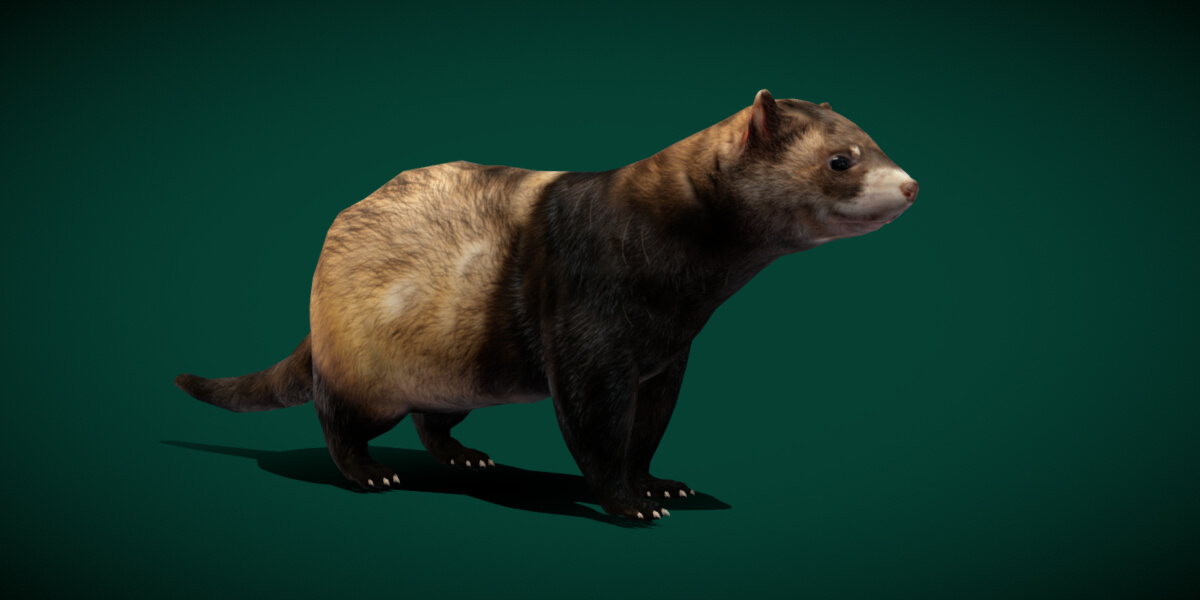 European Polecat - 3D Model by Nyilonelycompany