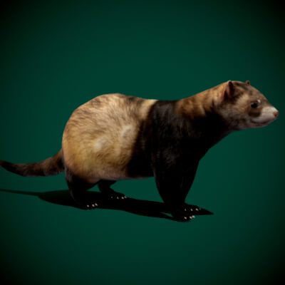 European Polecat - 3D Model by Nyilonelycompany