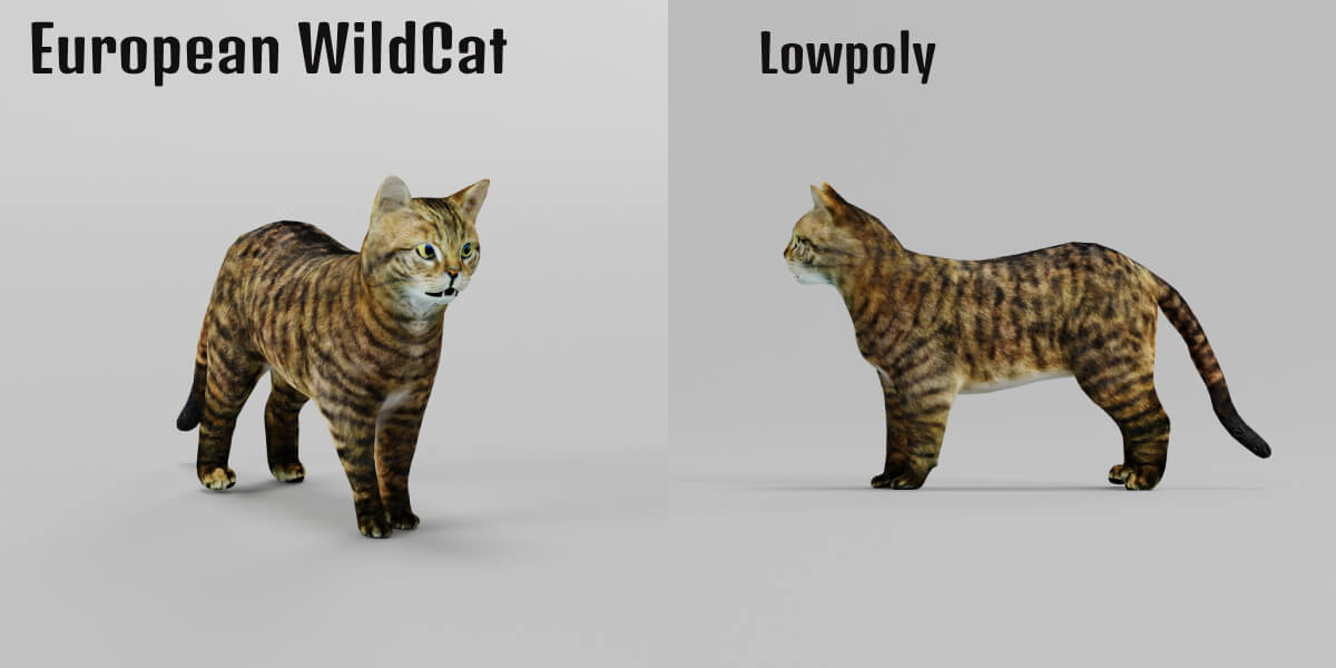 European Wildcat Animal - 3D Model by Nyilonelycompany