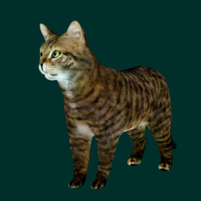 European Wildcat Animal - 3D Model by Nyilonelycompany