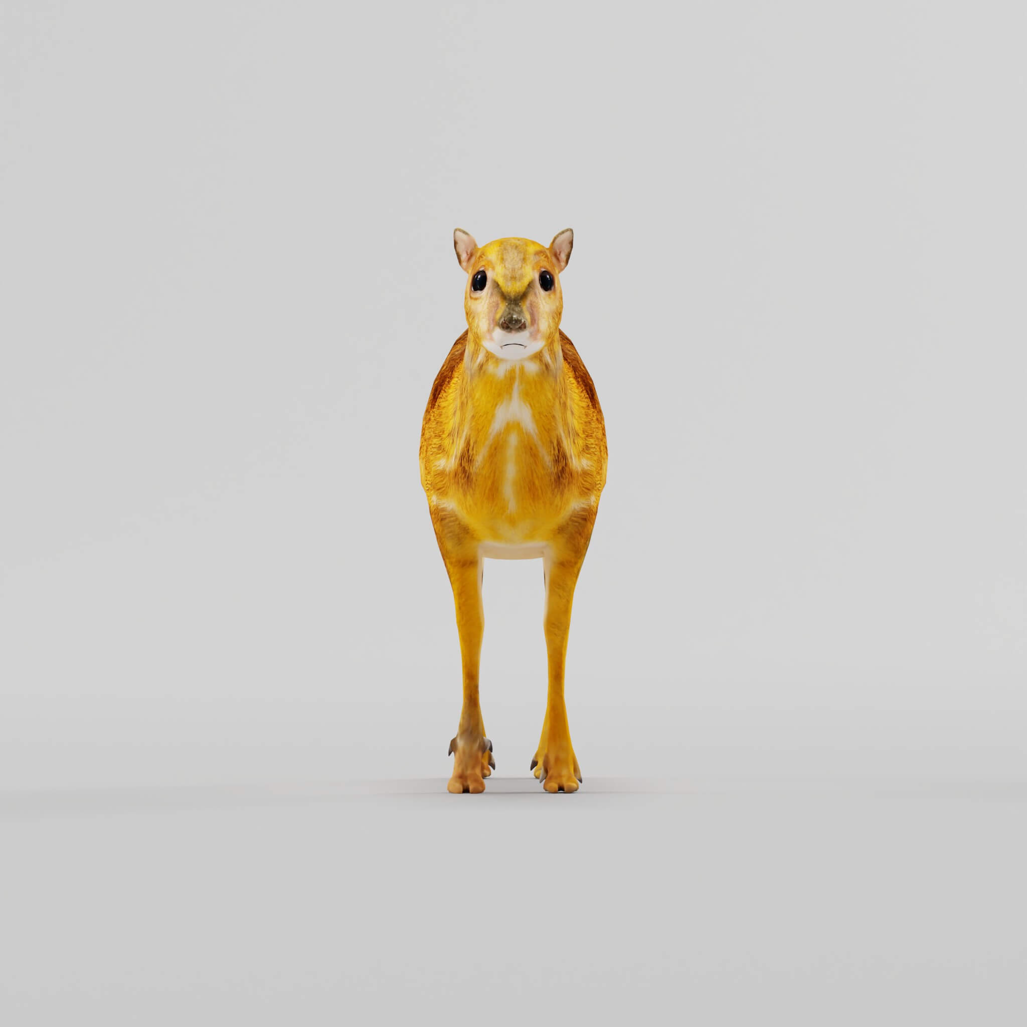 Fanged Mouse-Deer Chevrotain Animal 3D Model by Nyilonelycompany