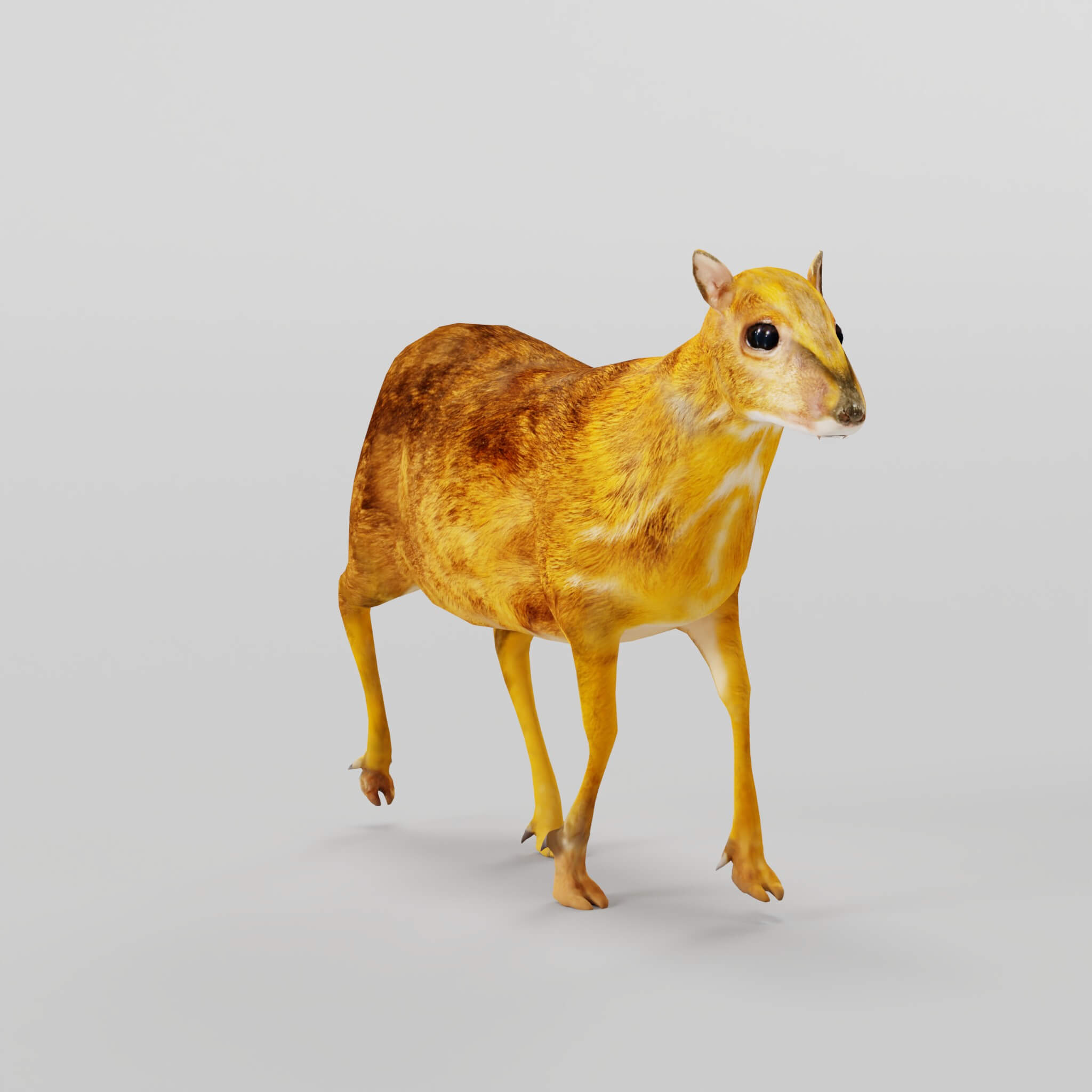 Fanged Mouse-Deer Chevrotain Animal 3D Model by Nyilonelycompany