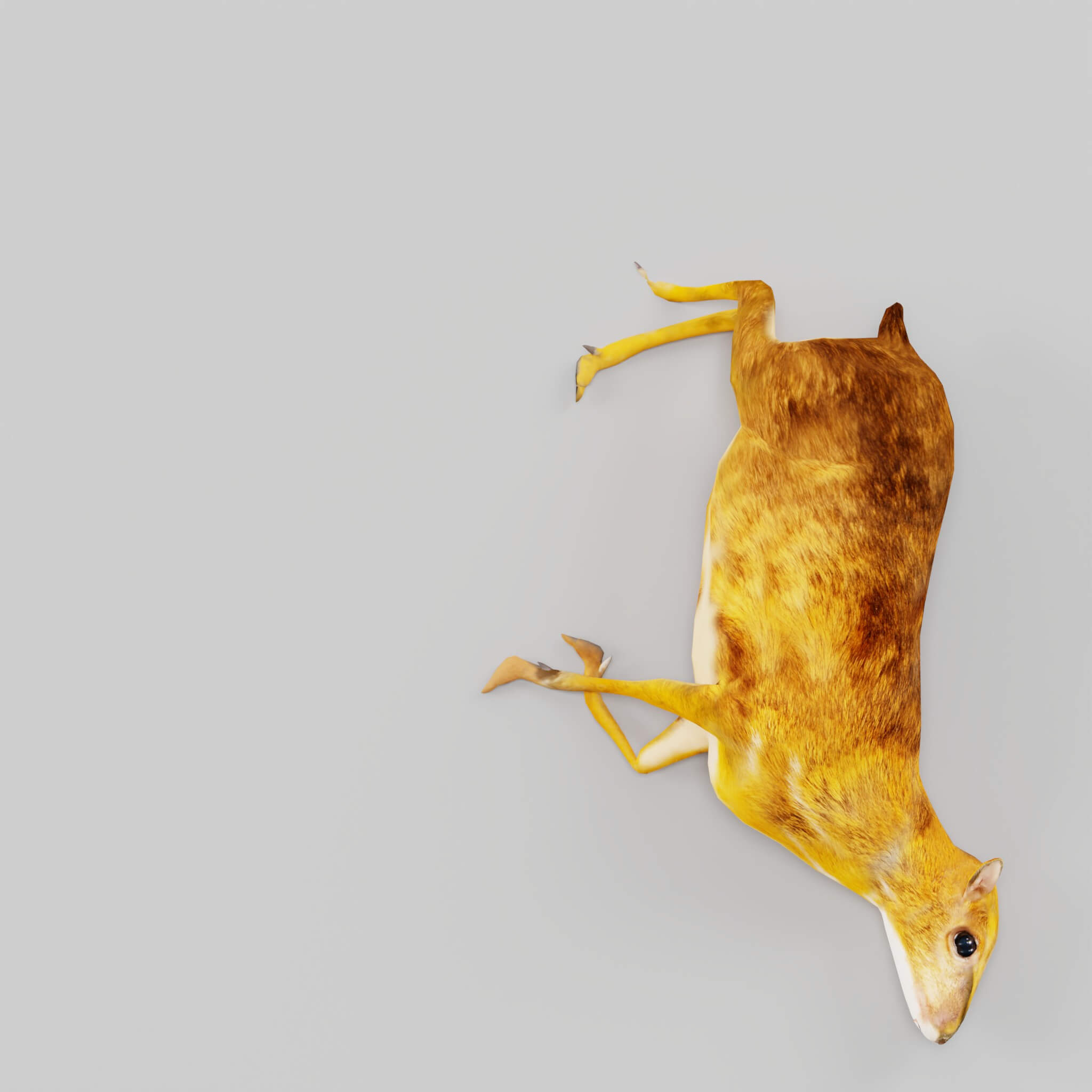 Fanged Mouse-Deer Chevrotain Animal 3D Model by Nyilonelycompany