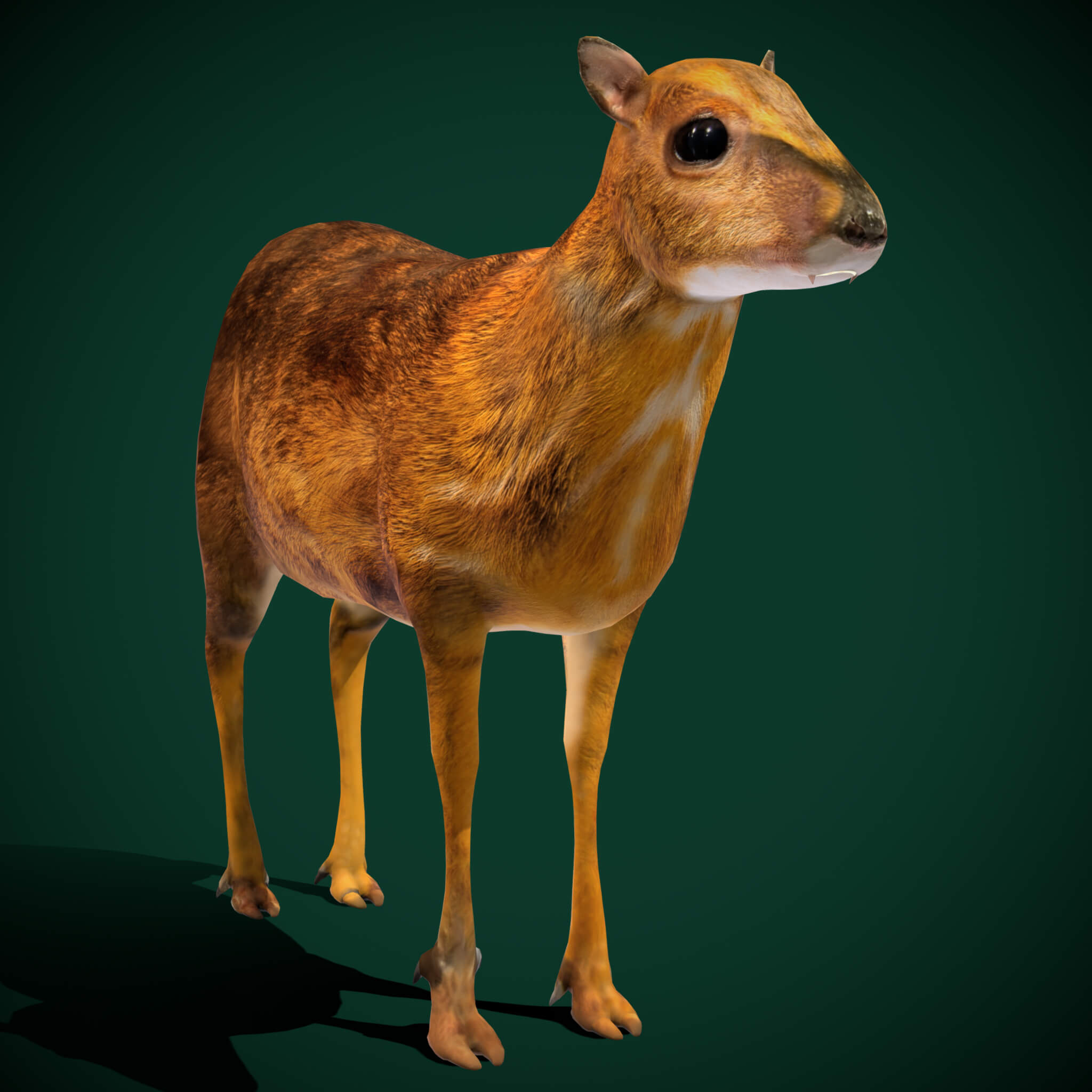 Fanged Mouse-Deer Chevrotain Animal 3D Model by Nyilonelycompany