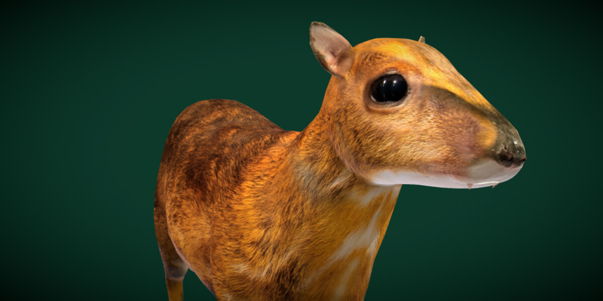 Fanged Mouse-Deer Chevrotain Animal 3D Model by Nyilonelycompany