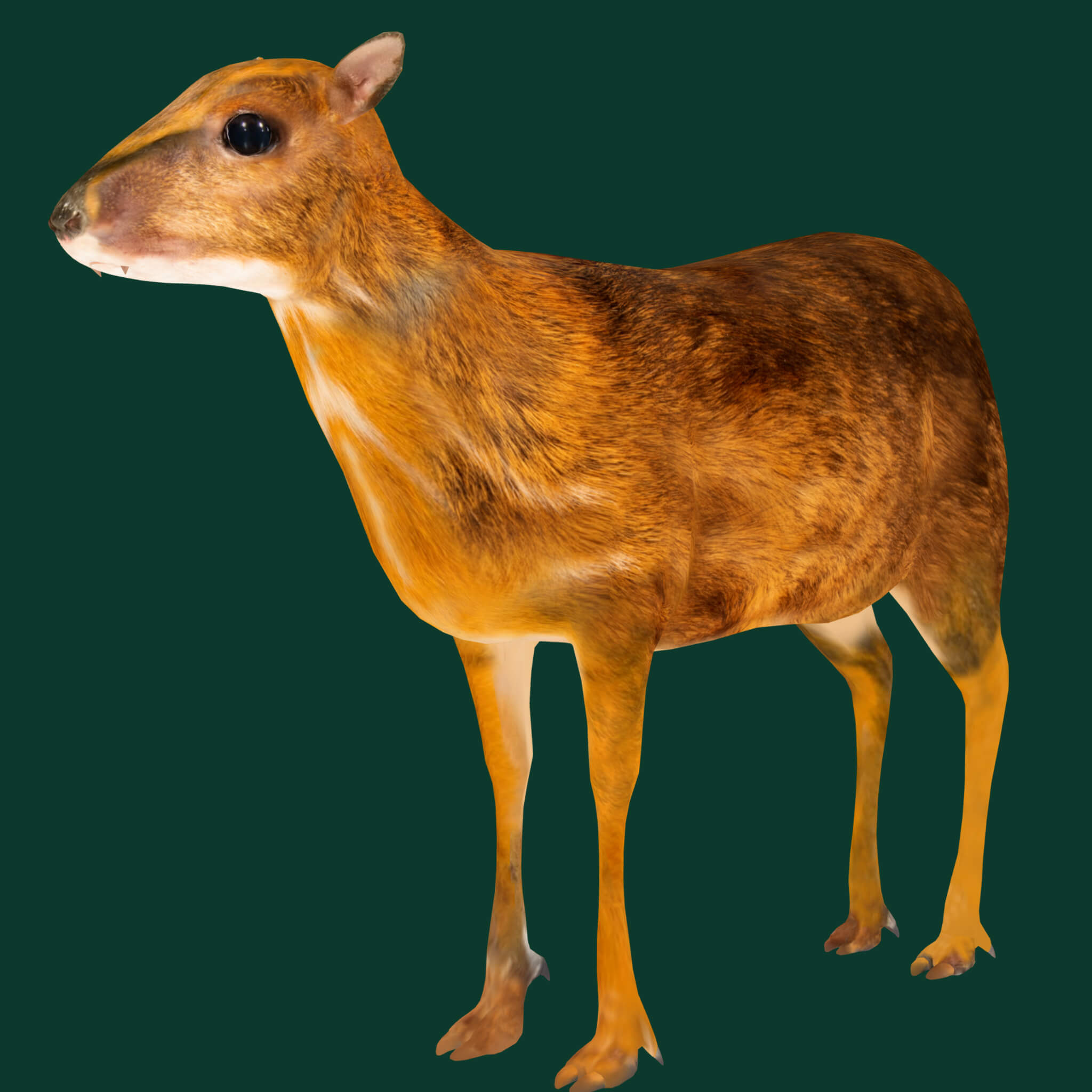 Fanged Mouse-Deer Chevrotain Animal 3D Model by Nyilonelycompany