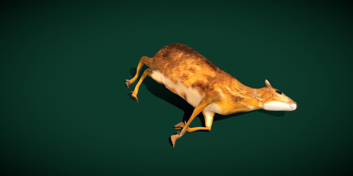 Fanged Mouse-Deer Chevrotain Animal 3D Model by Nyilonelycompany