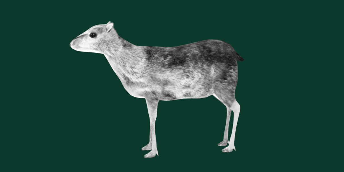Mouse Deer Drawing