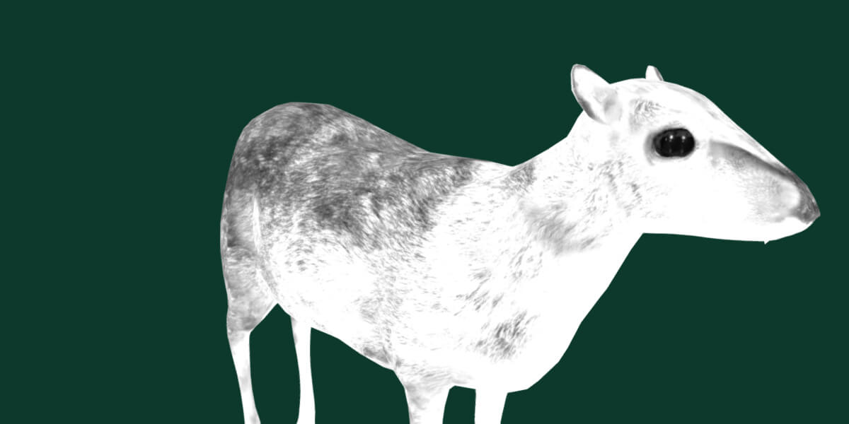 Fanged Mouse-Deer Chevrotain Animal 3D Model by Nyilonelycompany