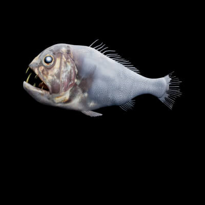 Animated 3D Models | Fish | RenderHub