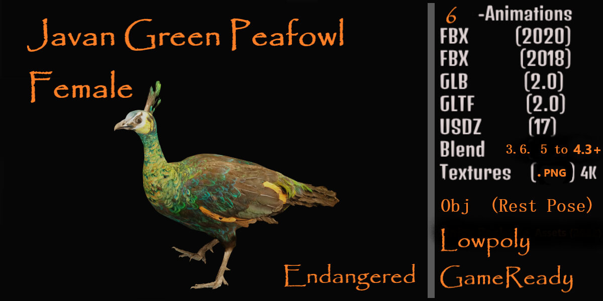 Female Javan Green Peafowl Bird - 3D Model by Nyilonelycompany