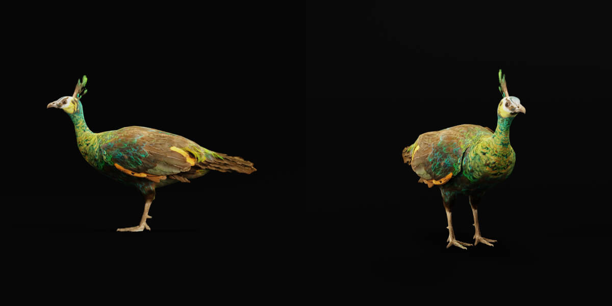 Female Javan Green Peafowl Bird - 3D Model by Nyilonelycompany